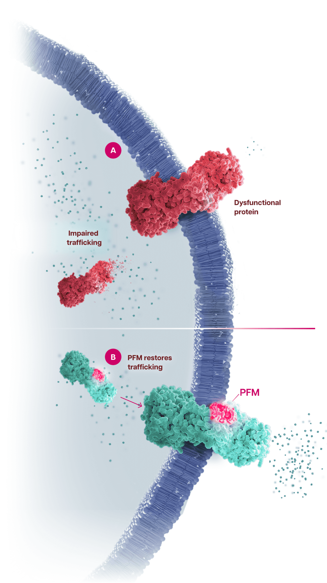Rectifying membrane protein dysfunction | Rectify Pharma